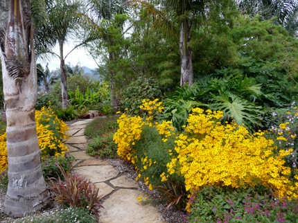 Latin American Plants